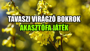 Tavaszi virágzó bokrok AKASZTÓFA JÁTÉK - Kvízprofesszor